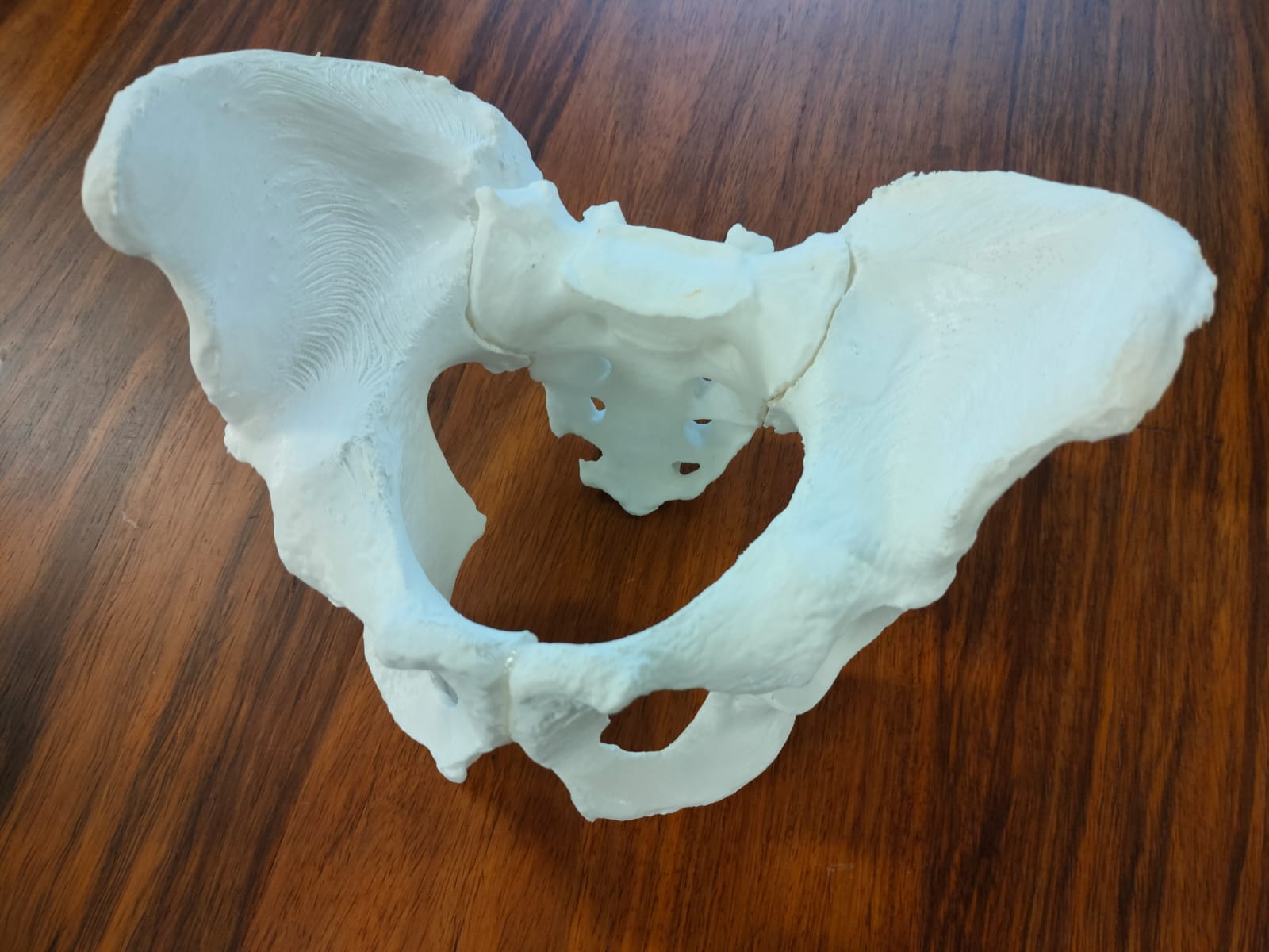 3D Printing Services – 3D Biological Anthropology Services